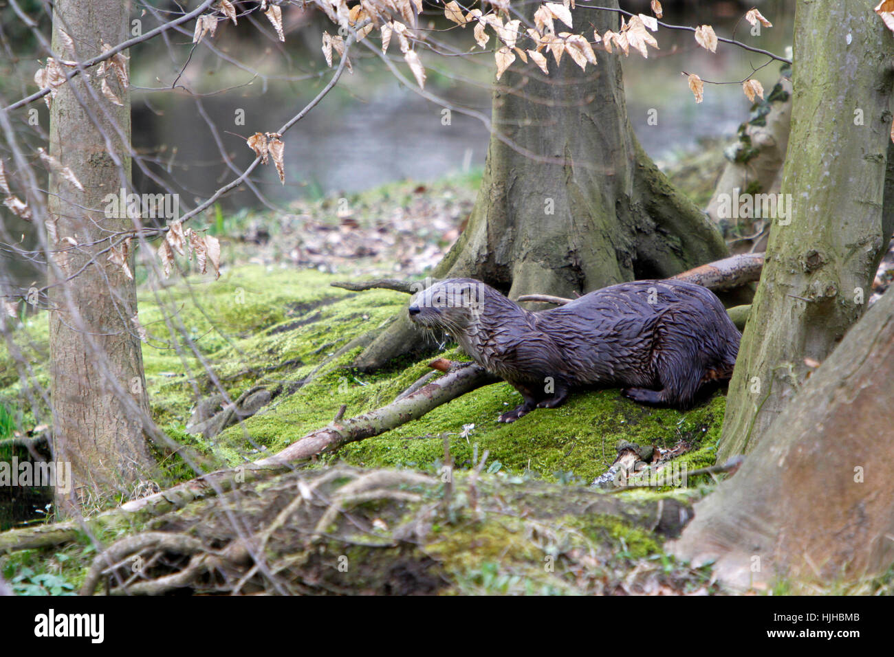 mammal, predator, otter, marten, animal, mammal, skin, predator, otter ...