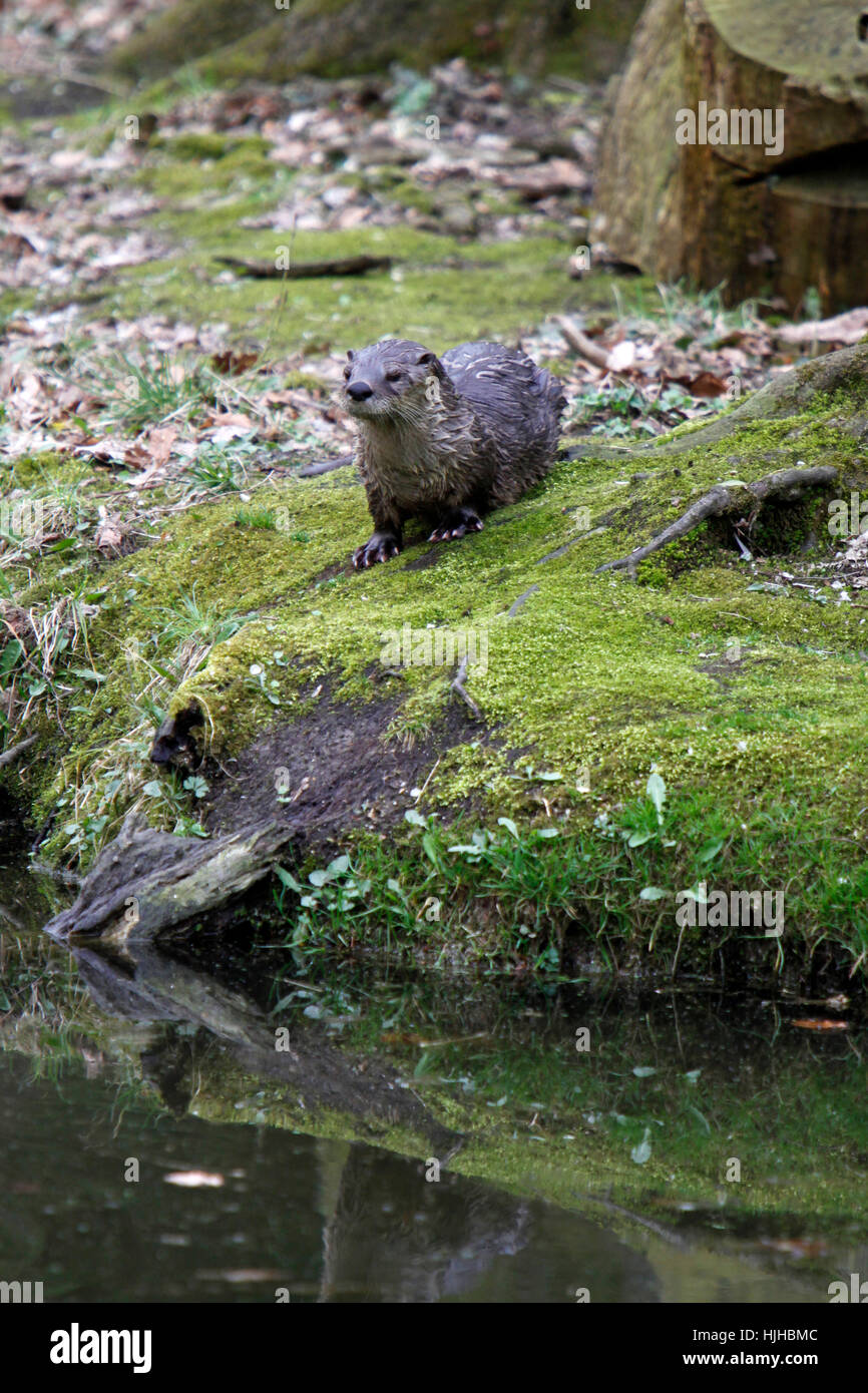 mammal, predator, otter, marten, animal, mammal, skin, predator, otter ...