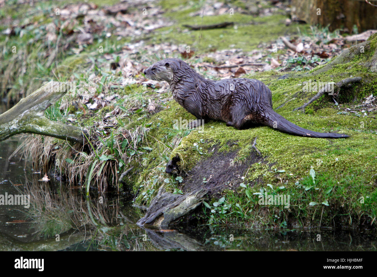 mammal, predator, otter, marten, animal, mammal, skin, predator, otter ...