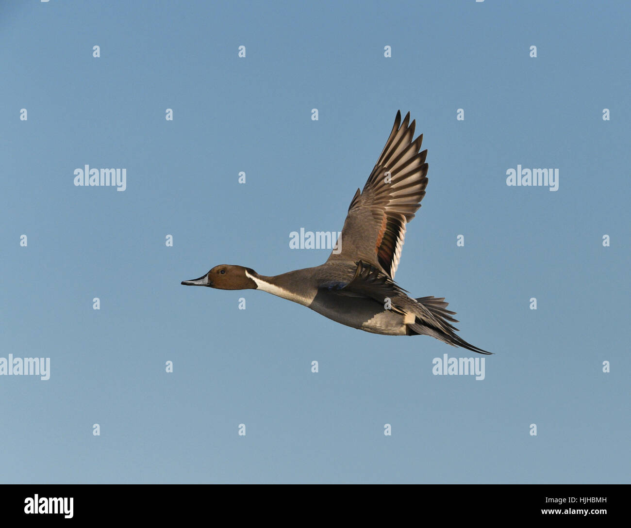 Pintail Ducks Flying