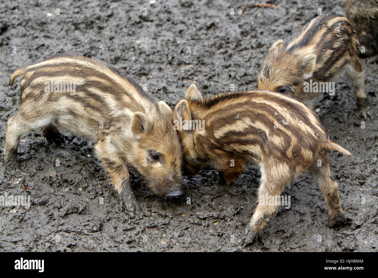 wild boar, pig, young animal, young of a wild boar, animal child, wild ...