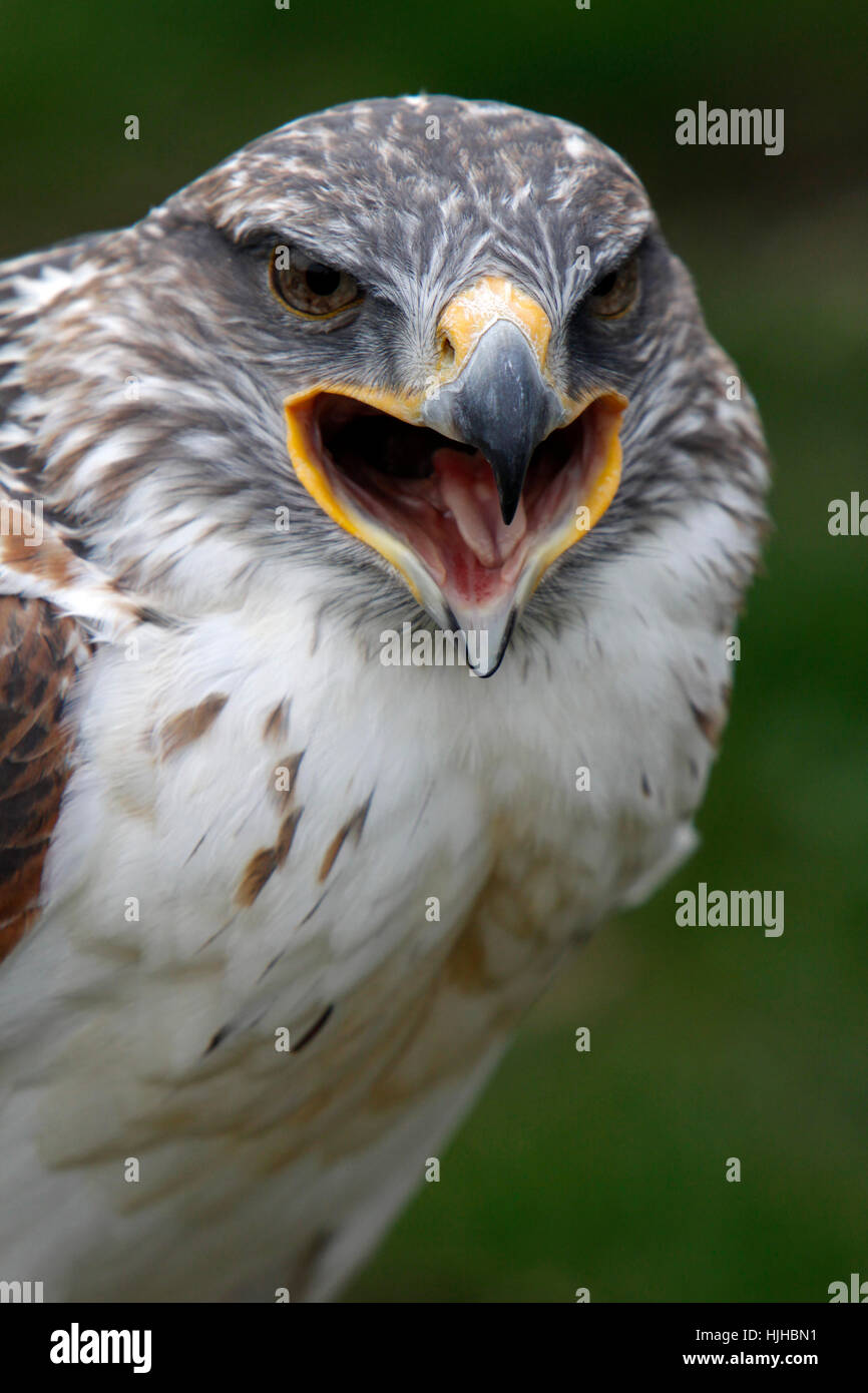 bird, birds, raptor, birds of prey, buzzard, animal, bird, birds ...