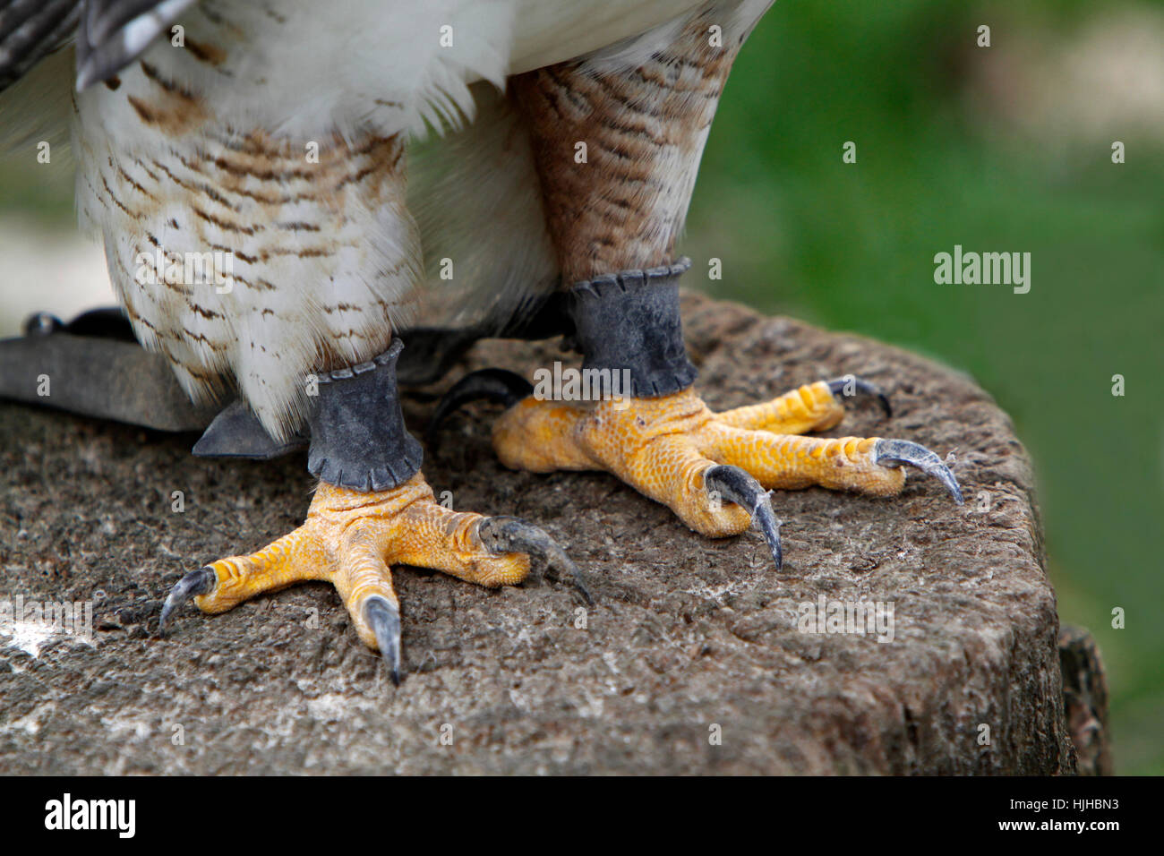 rough-legged buzzard king (catches Stock Photo - Alamy