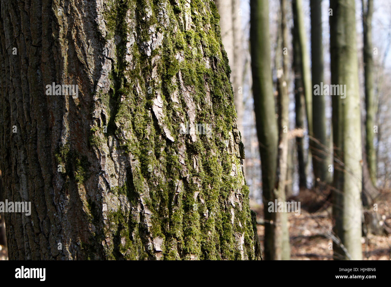 conifer, larch, tree, wood, bark, conifer, larch, backdrop, background ...