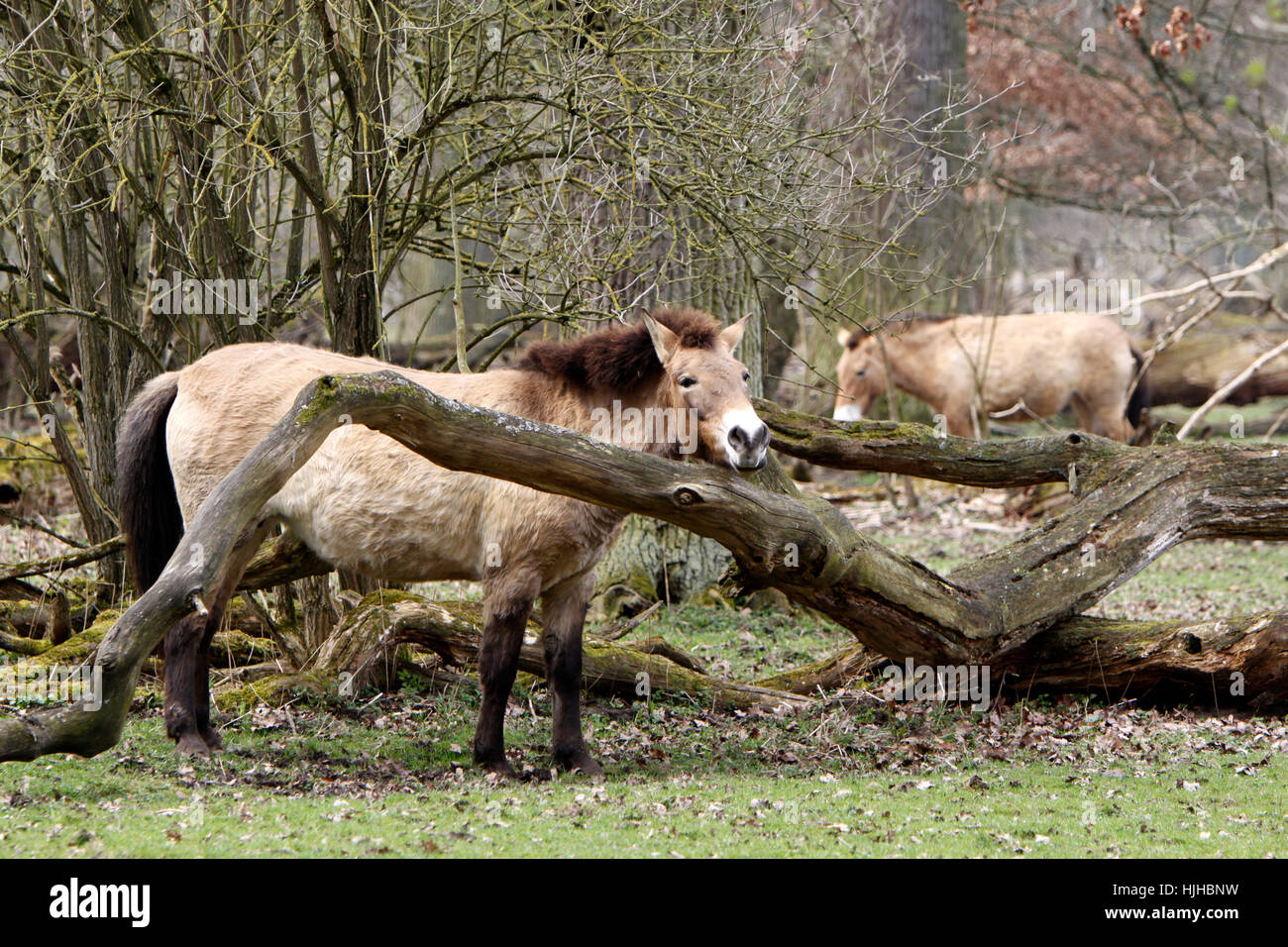 horse, horses, wild horse, horse, animal, asia, horses, asiatic, cub ...
