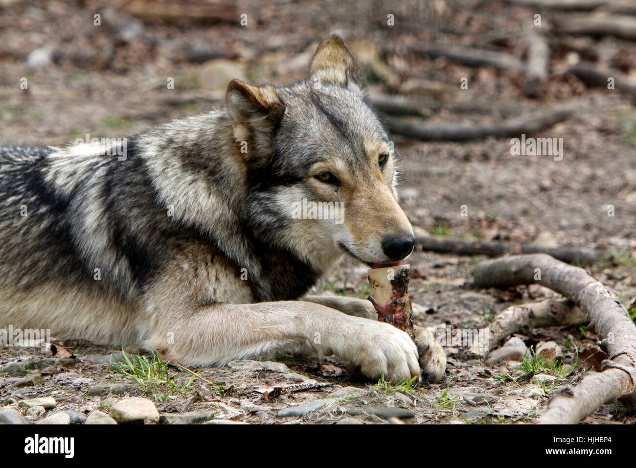 animal, mammal, predator, to gorge, engulf, devour, wolf, animal ...