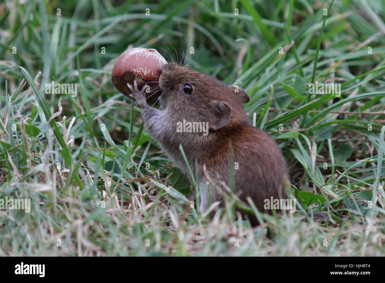 Meadow jumping mouse hi-res stock photography and images - Alamy