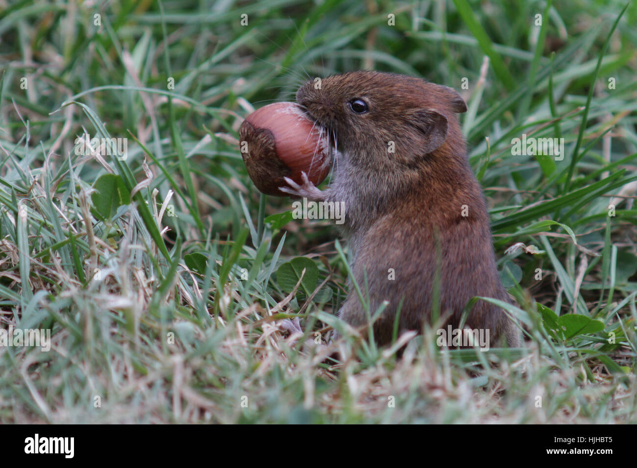 Meadow jumping mouse hi-res stock photography and images - Alamy