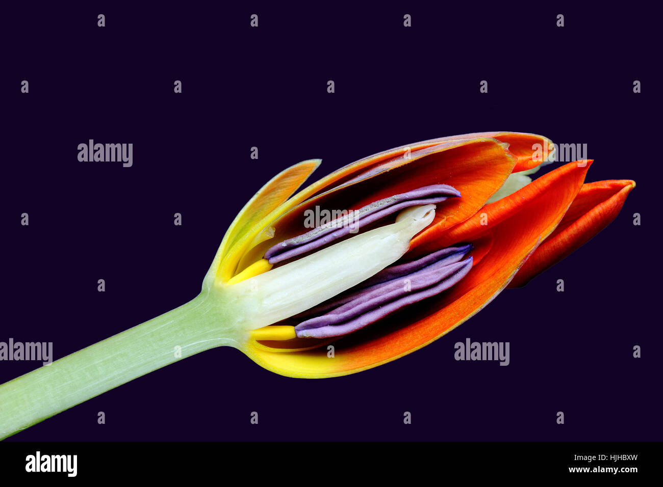 Longitudinal section flower hi-res stock photography and images - Alamy