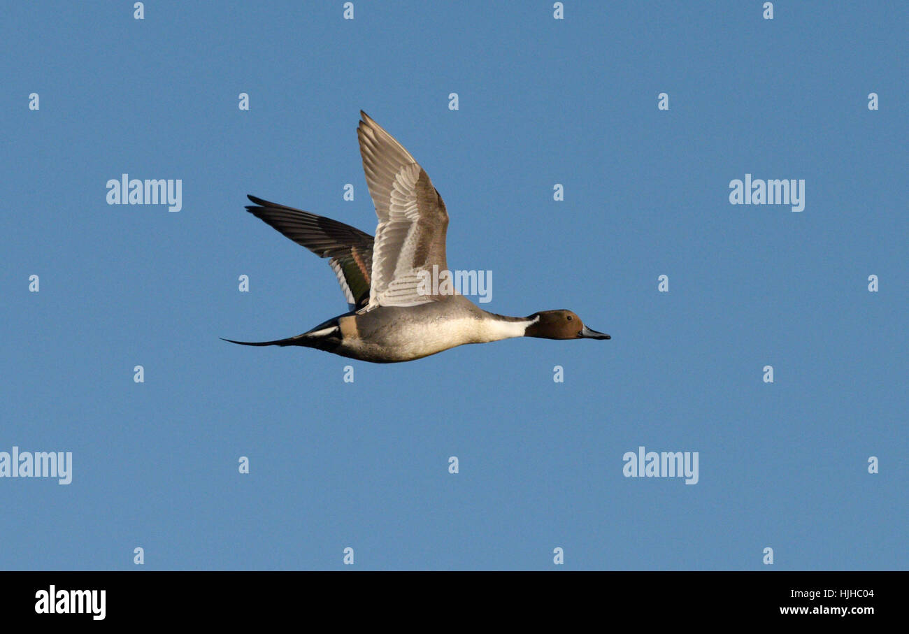 Pintail migration hi-res stock photography and images - Alamy