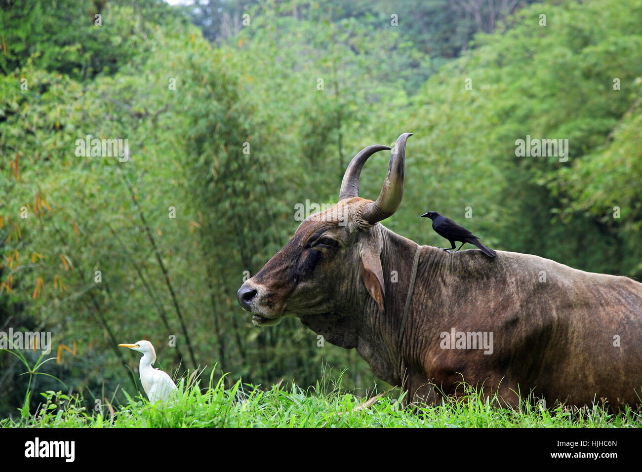bamboo, cow, bovine, bamboo, cow, bovine, caribbean, kuhreiher ...