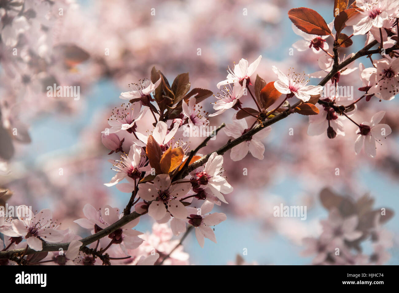blossoms, spring, blaze of colours, bleed, cherry tree, dyer, staint ...