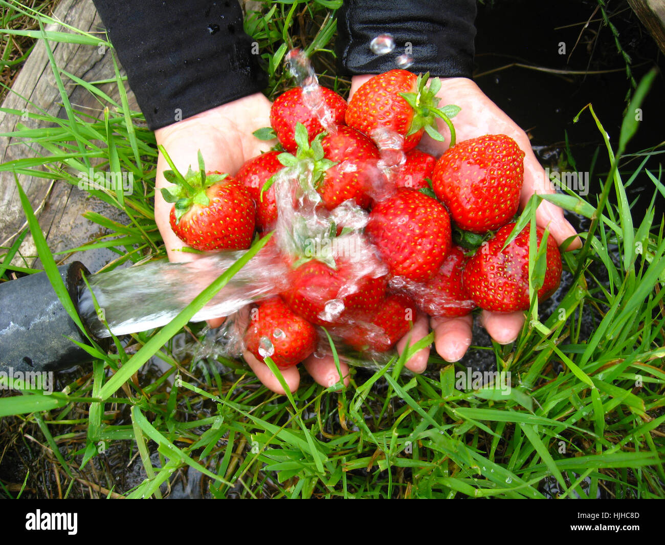 wash, washing, strawberry, palm, berry, backdrop, background, jet ...