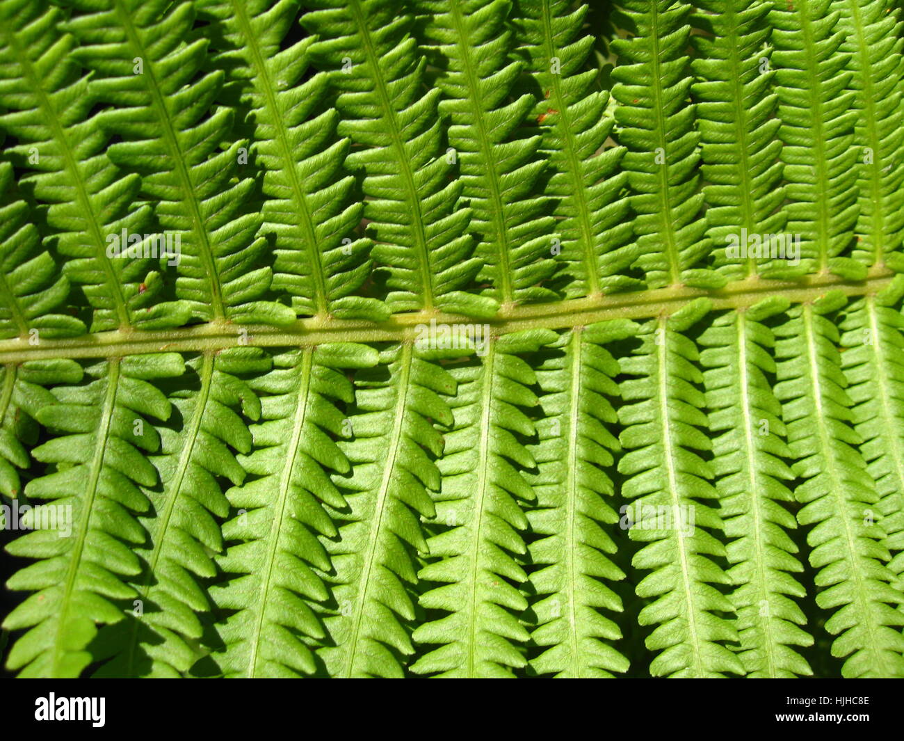 moss, abstract, alive, abstraction, lawn, green, backdrop, background ...