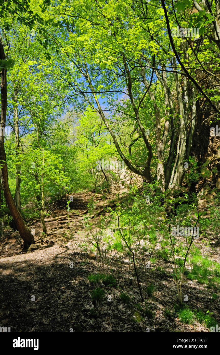 rock, quarry, forest, wall, blue, big, large, enormous, extreme ...