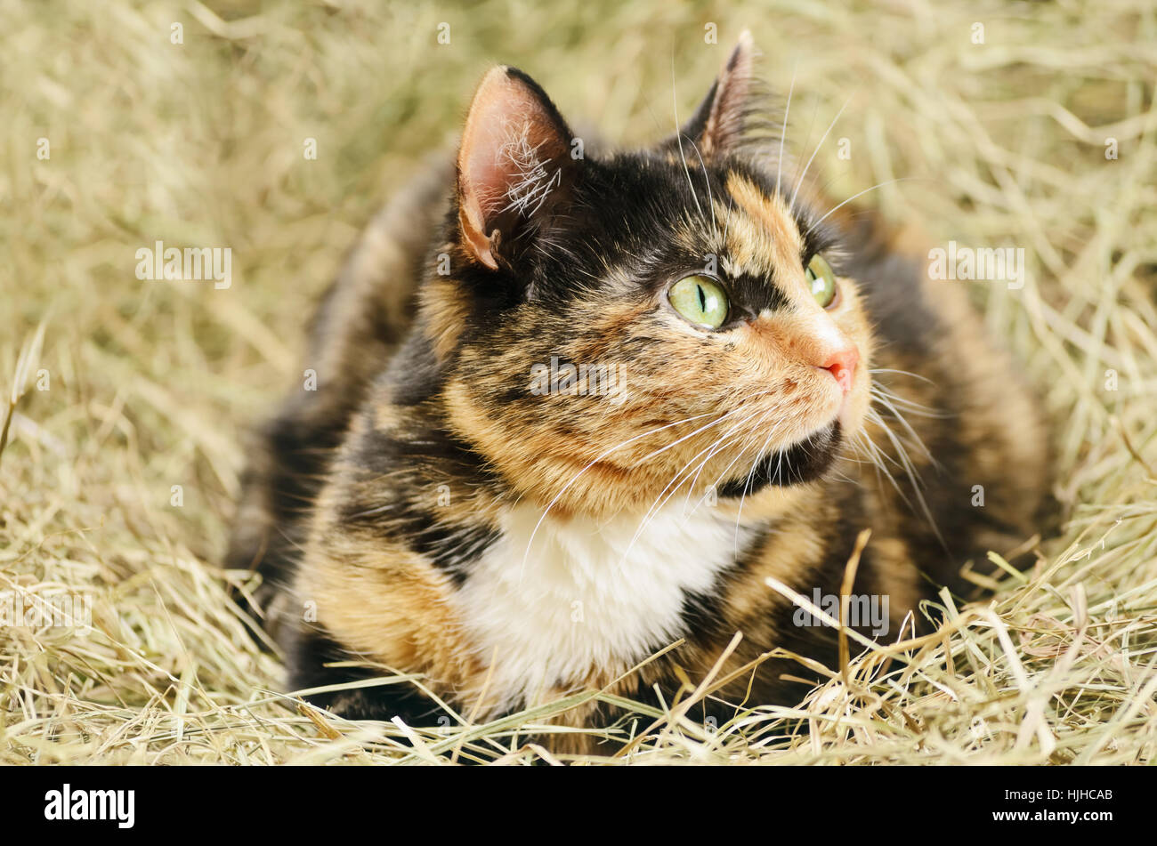 animal, pet, pussycat, cat, domestic cat, animal, pet, fauna, portrait ...