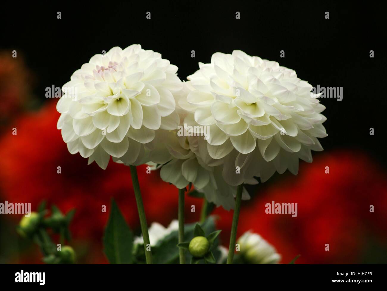 flowers with large blooms Stock Photo - Alamy