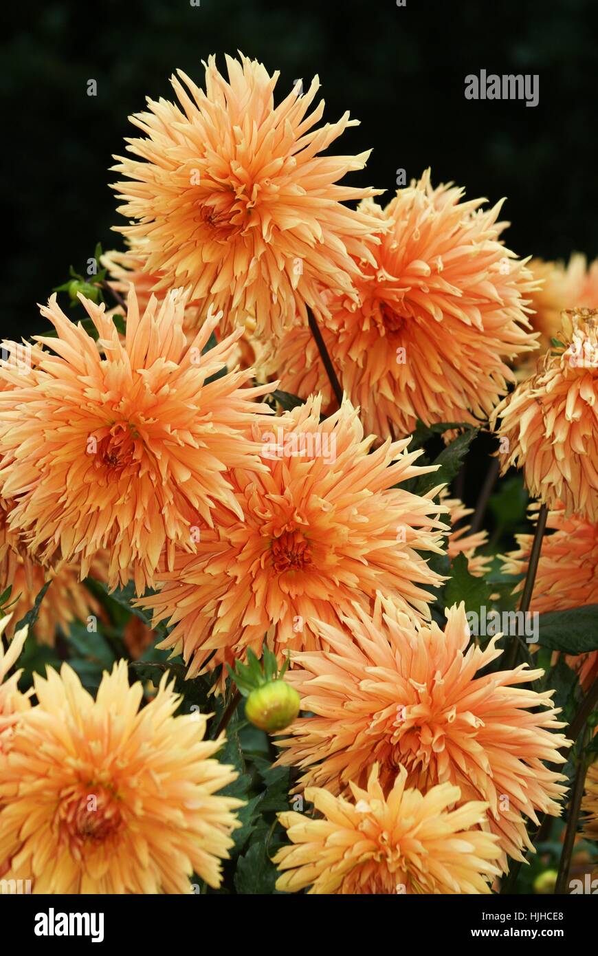plant, flower, flowers, shrubs, leaf, colour, garden, plant, flower ...