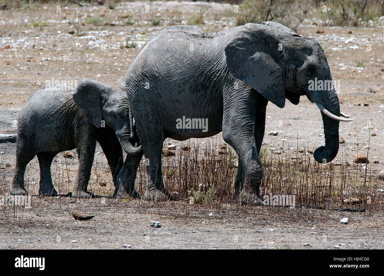 Elephants nut hi-res stock photography and images - Alamy