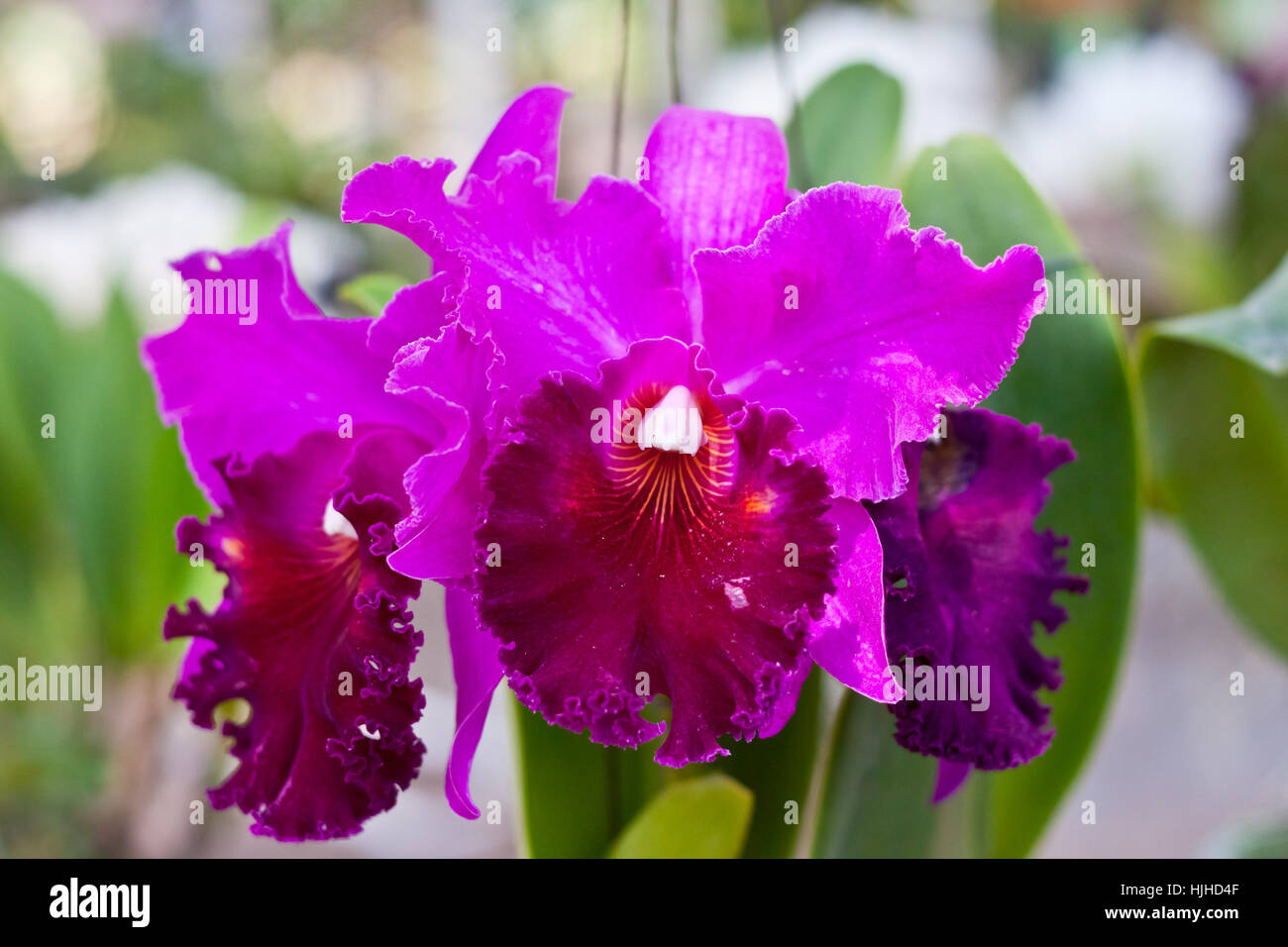 leaf, garden, flower, plant, floral, nature, natural, close ...