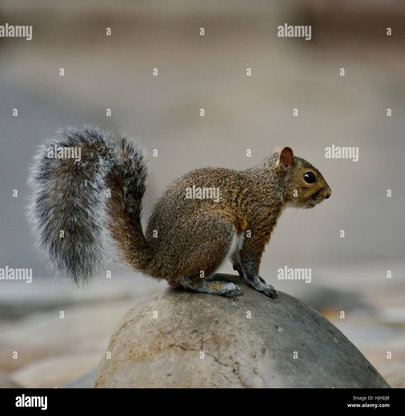 animal, fauna, fur, wildlife, squirrel, put, sitting, sit, nature, rock ...