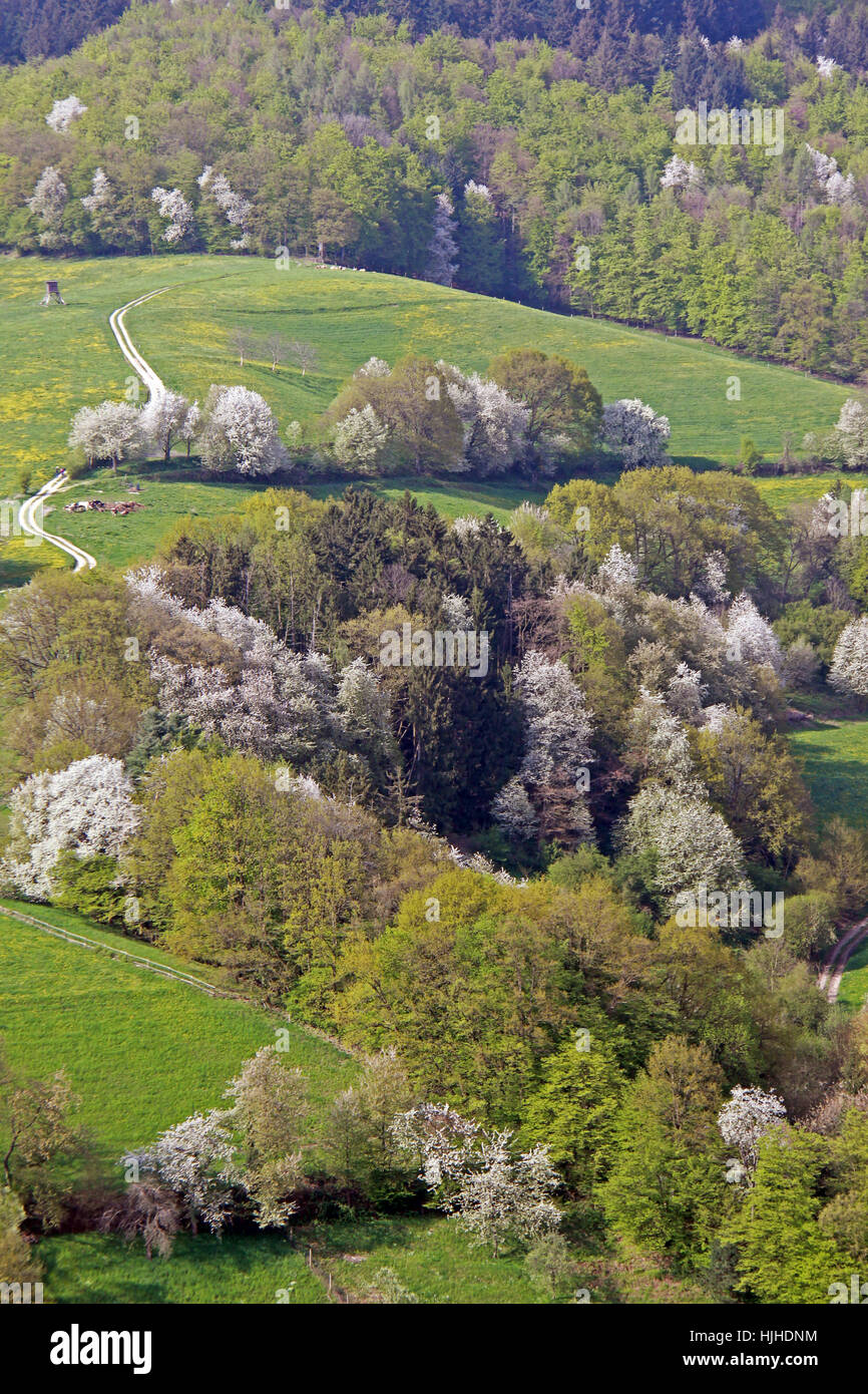 mountain road, hedge, habitat, highlands, corridor, agricultural, tree ...