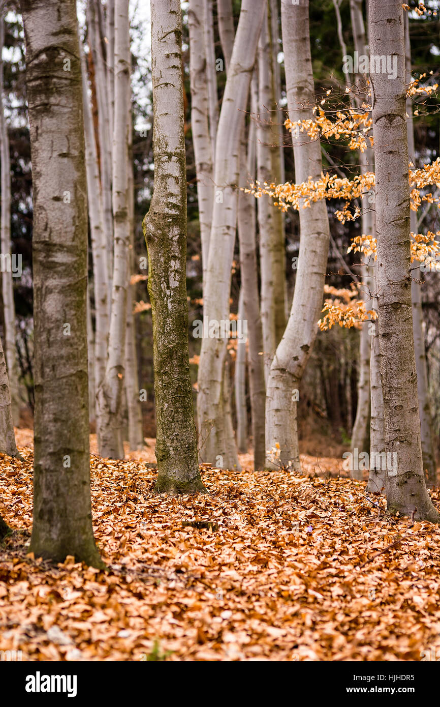 Beech plants hi-res stock photography and images - Alamy