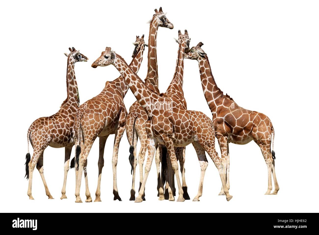 Zoo captive captivity Cut Out Stock Images & Pictures - Alamy