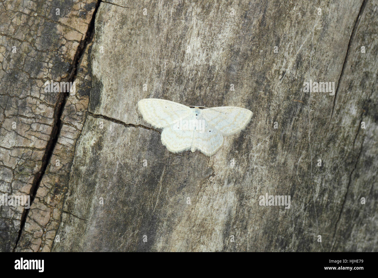 Lesser Cream Wave (Scopula immutata), a delicate pale moth that ...