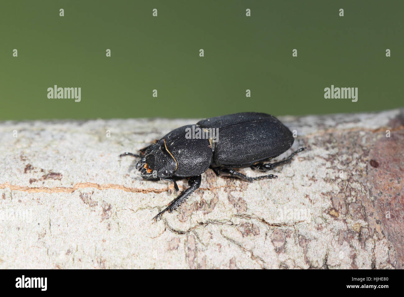 Lesser Stag Beetle (Dorcus parallelipipedus), crawling over a branch in ...