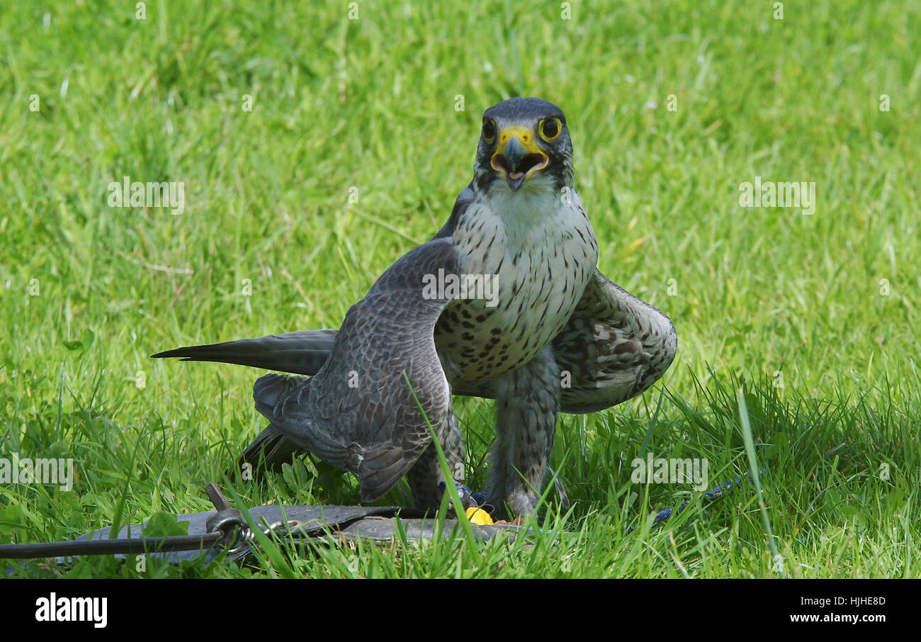 Bavaria as falconer hi-res stock photography and images - Alamy