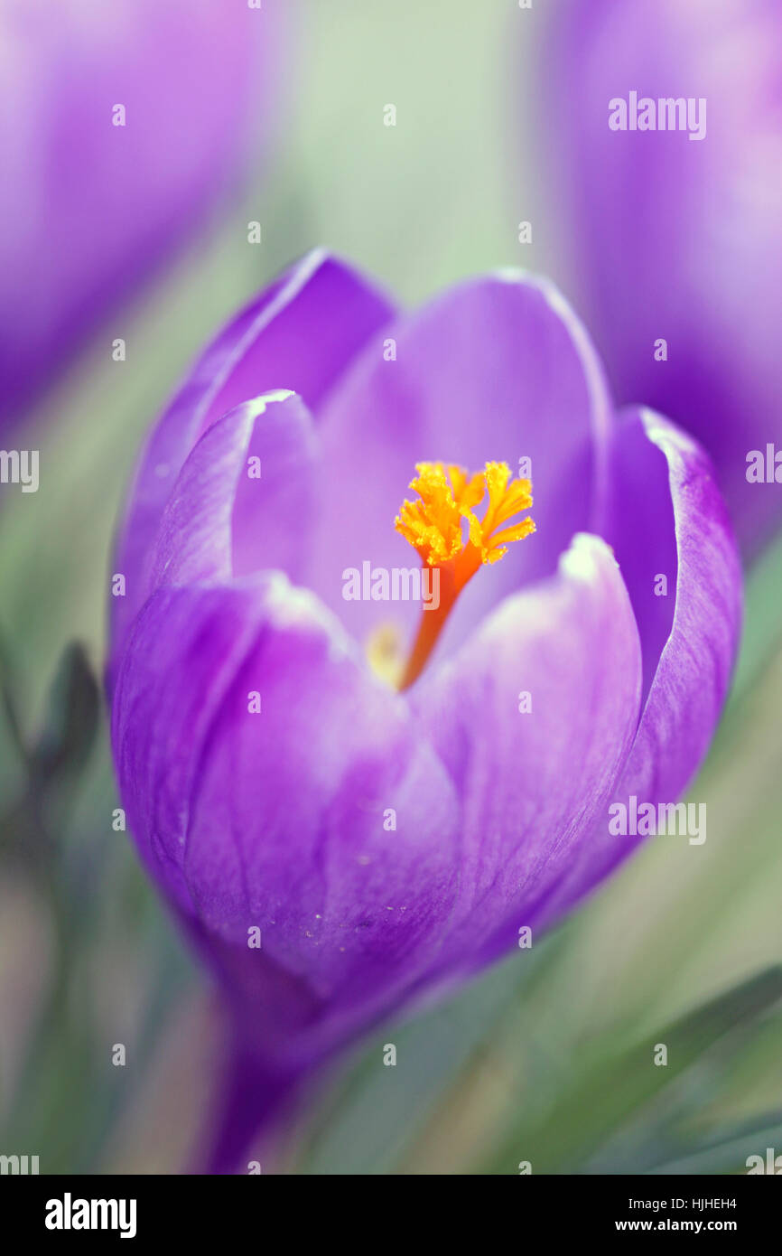 Safrangelb hi-res stock photography and images - Alamy