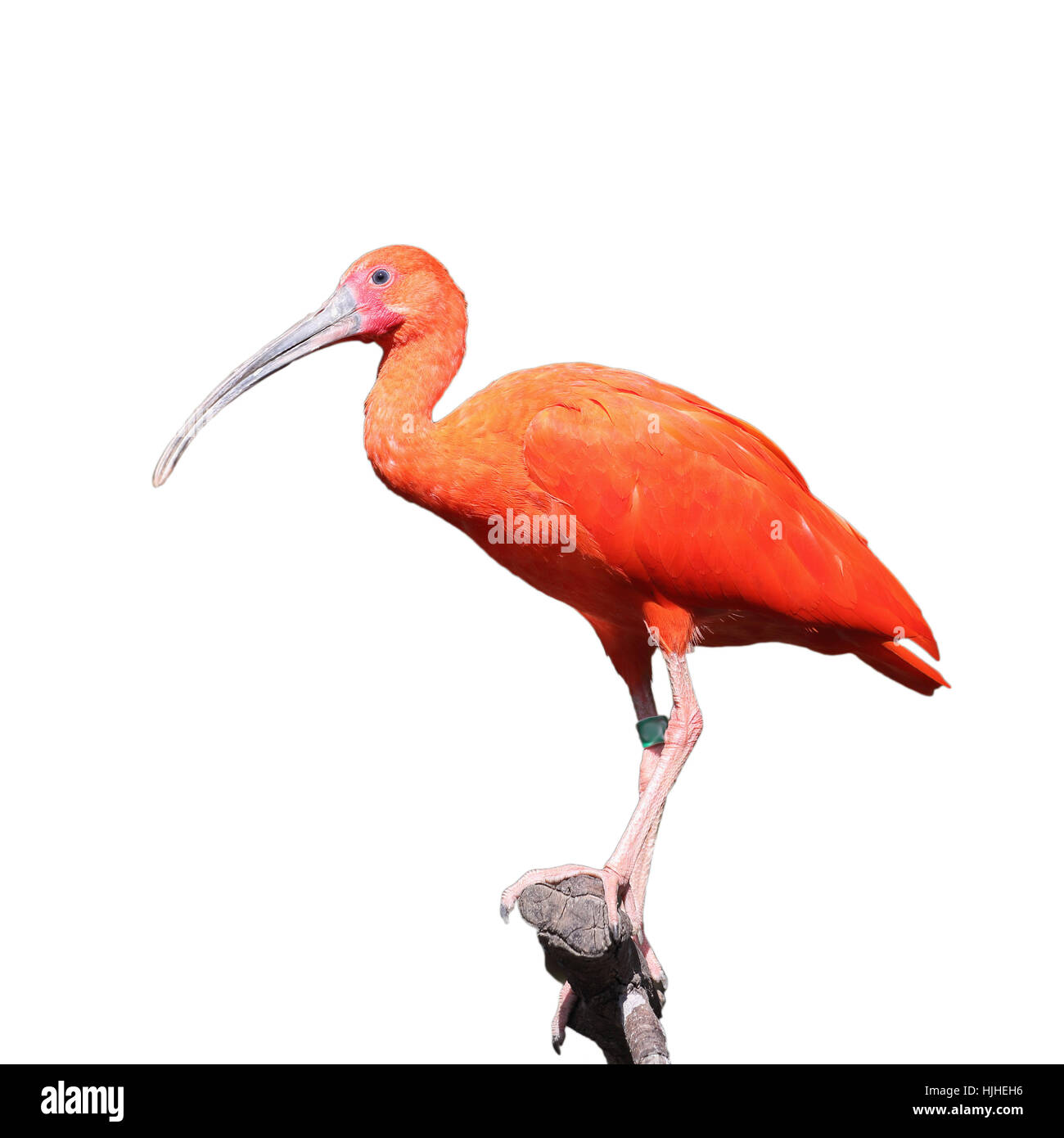 wing, wildlife, ibis, colorful, red, animal, america, branch, beak ...