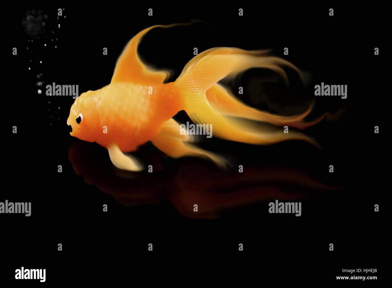 single, pet, fish, swimming, goldfish, swiming, swim, swims, to do the ...