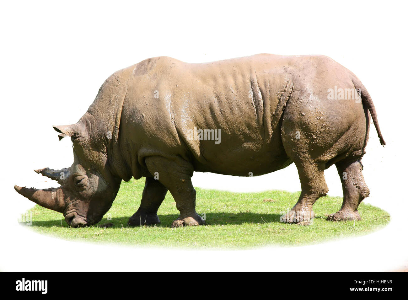animal, strong, horn, wildlife, safari, rhino, rhinoceros, profile ...