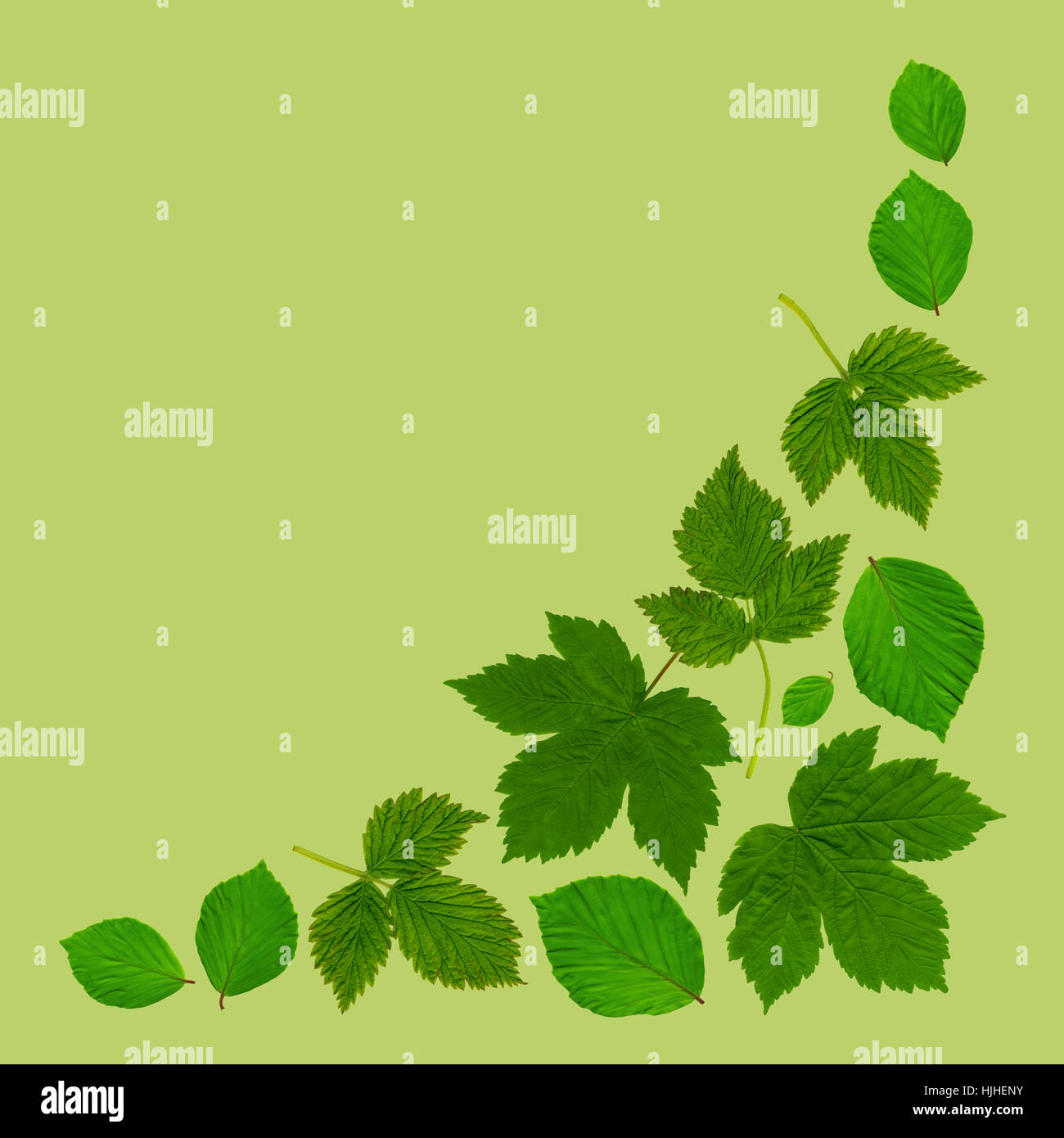 corner with green blttern on light green background Stock Photo - Alamy