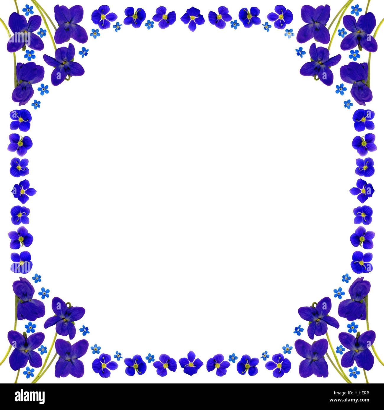 flower, flowers, plant, violet, corner, prize, border, backdrop ...