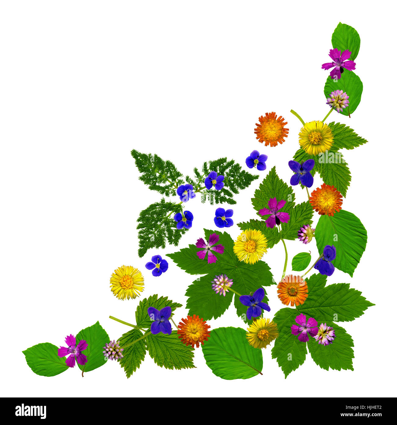 Colourful Floral Corner Borders