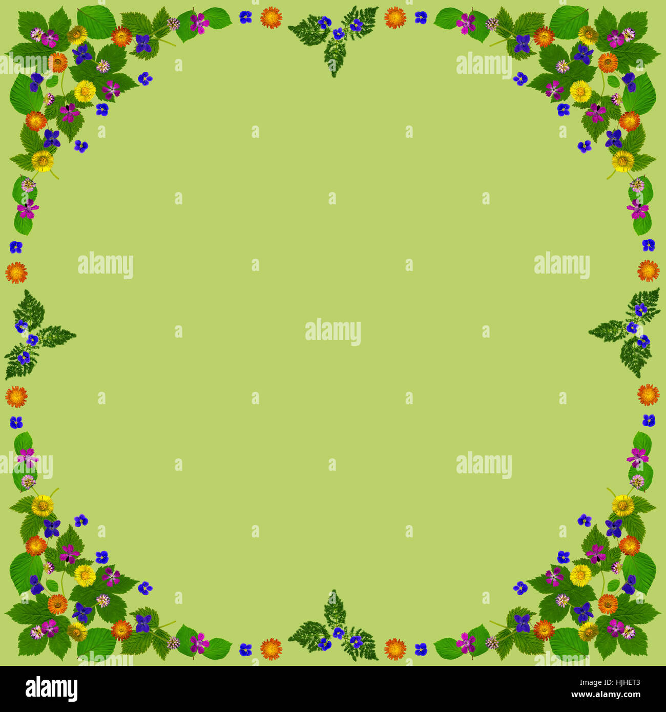 flower, flowers, plant, violet, corner, prize, border, structure, frame ...