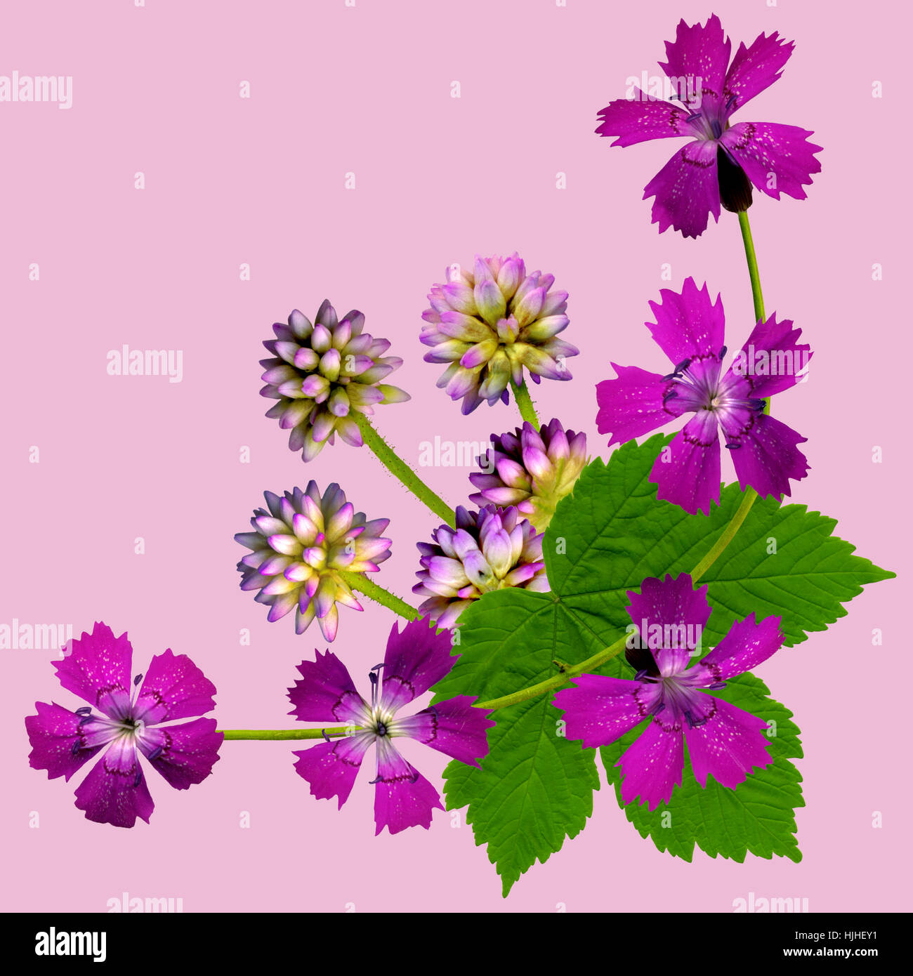 leaves, flower, flowers, plant, corner, border, structure, backdrop ...