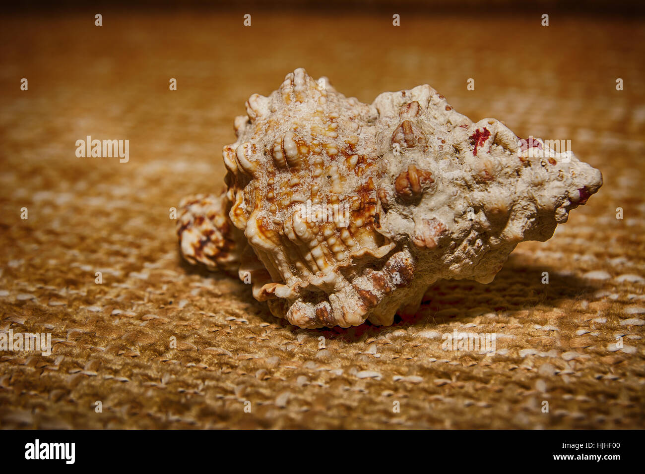 Shell on the fabric Stock Photo - Alamy
