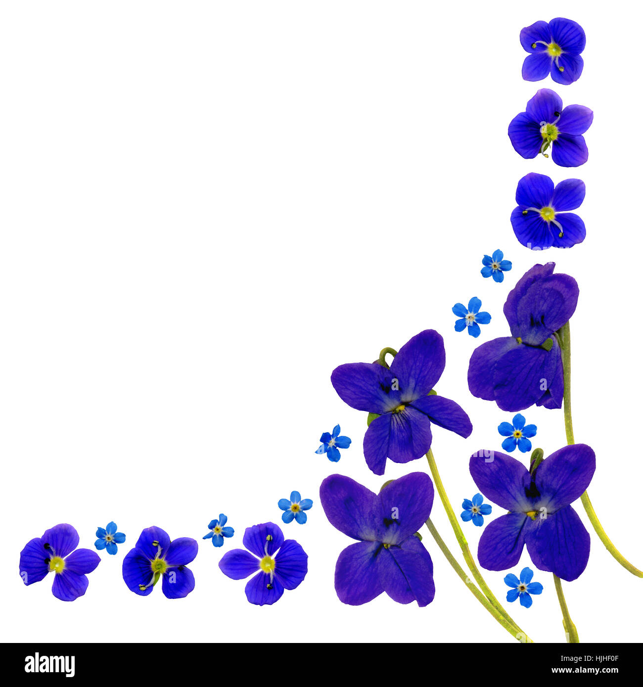 blossoms, violet, viola, corner, bleed, prize, backdrop, background ...