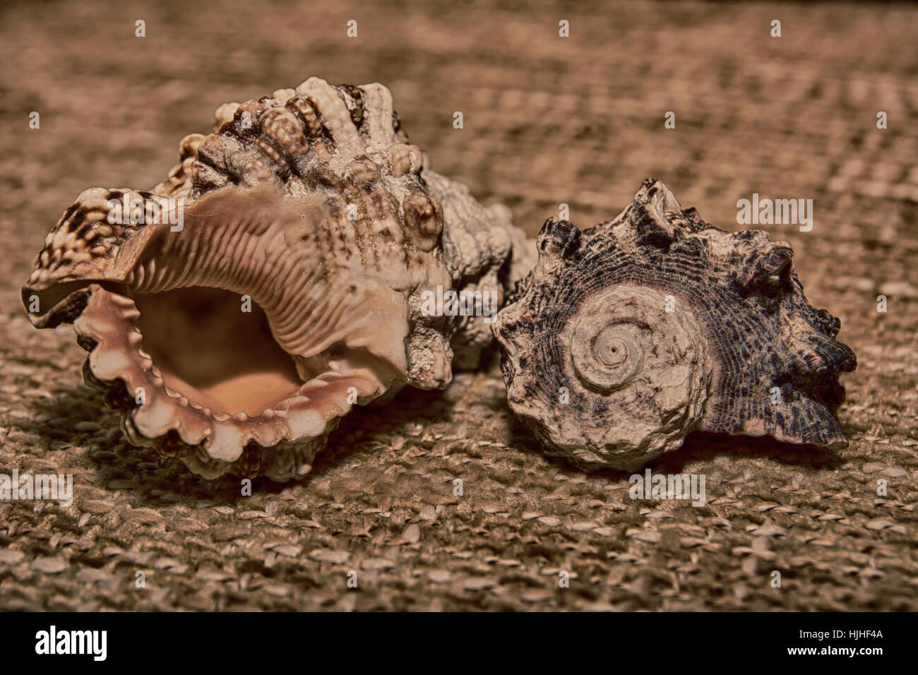 Shell on the fabric Stock Photo - Alamy