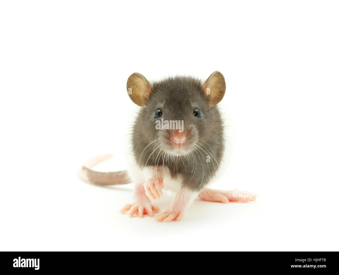 funny rat isolated on white background Stock Photo - Alamy