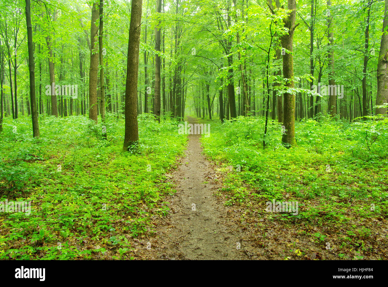 religious, tree, trees, sunbeams, sunlight, magnificence, woods, luxury ...