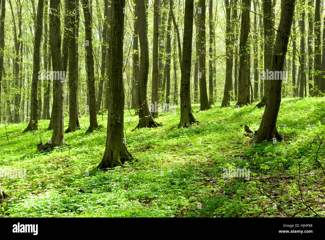 beautiful, beauteously, nice, tree, park, heaven, paradise, coloured ...