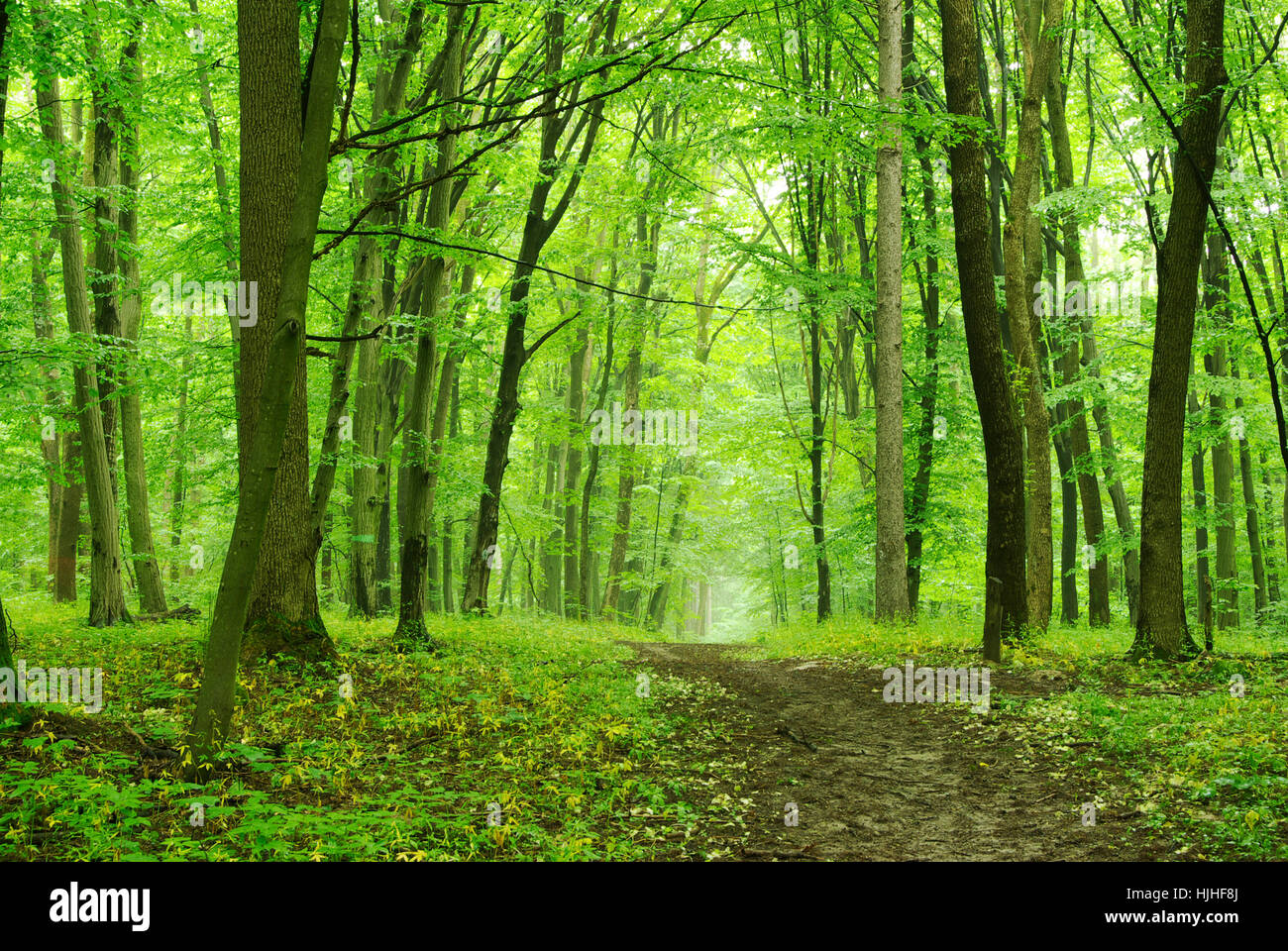 summer, summerly, sunrise, soft, woods, sunbeam, warm, morning, misty ...