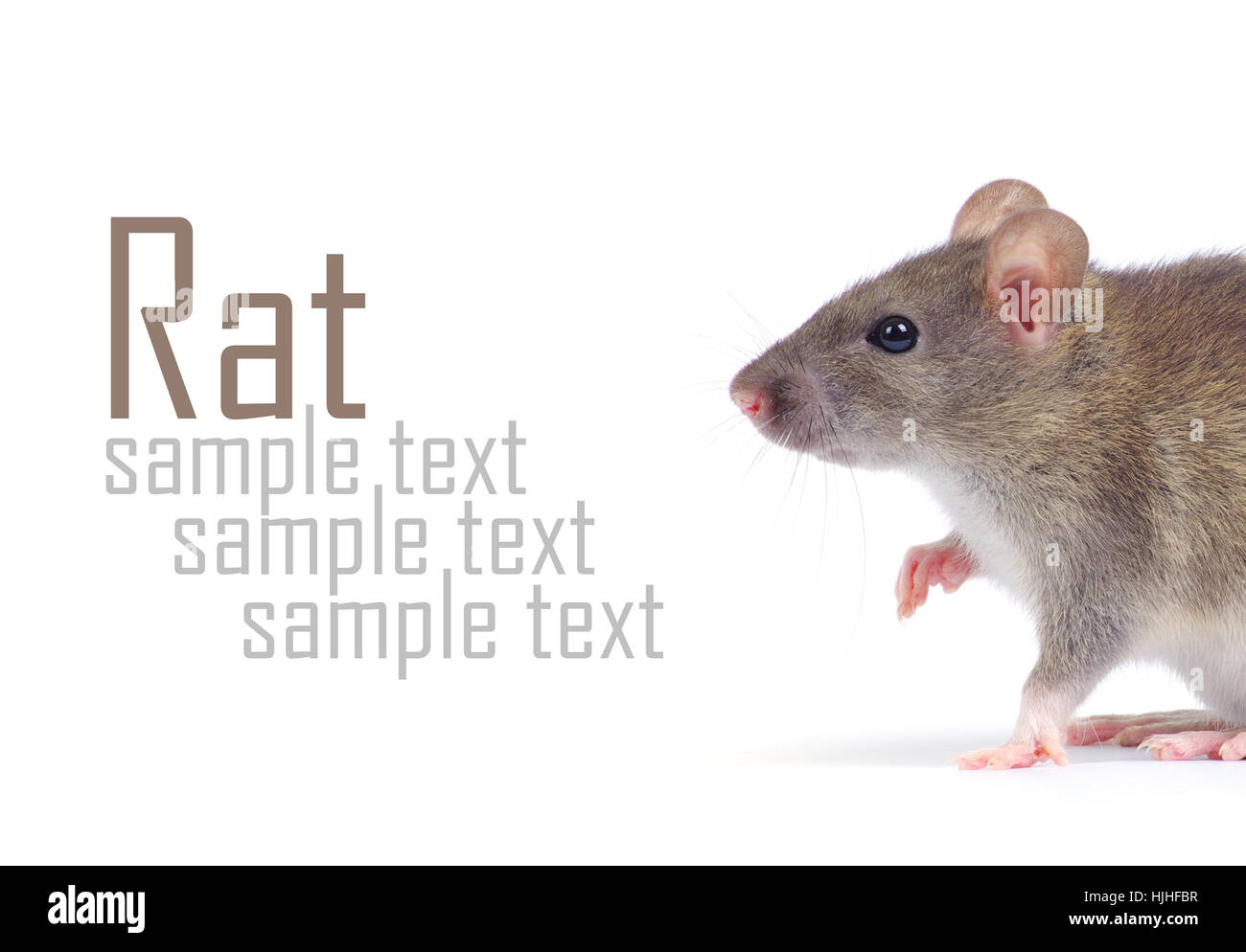 isolated, closeup, animal, mammal, pets, rodent, fur, hairy, shy, nose ...