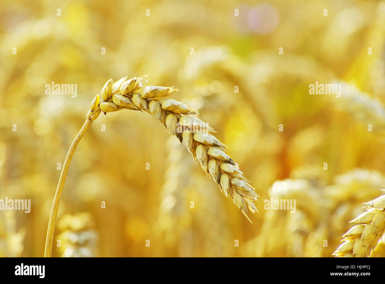 bread, health, agriculture, farming, field, grain, ripe, harvest, wheat ...