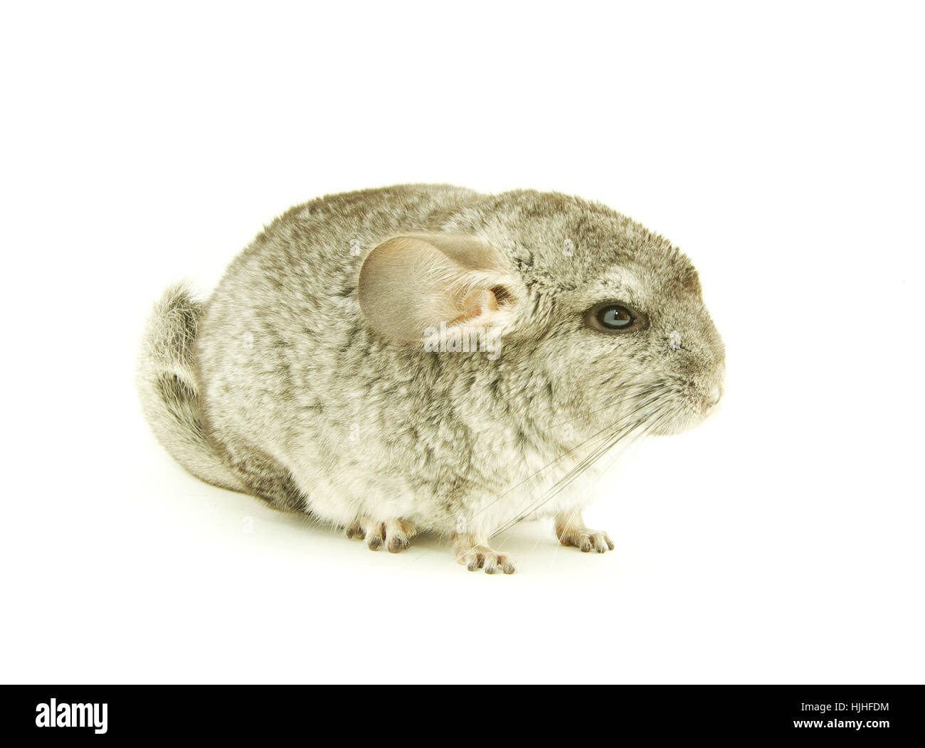 gray chinchilla isolated on white Stock Photo - Alamy